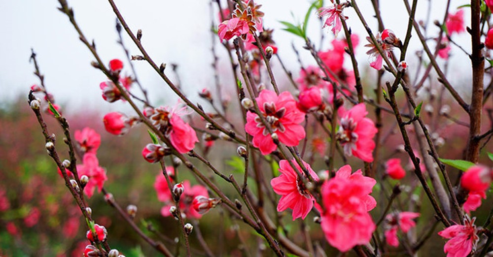 Cách Giữ Hoa Đào Tươi Lâu đón Tết Cách Bảo Quản Hoa đào Tươi Lâu